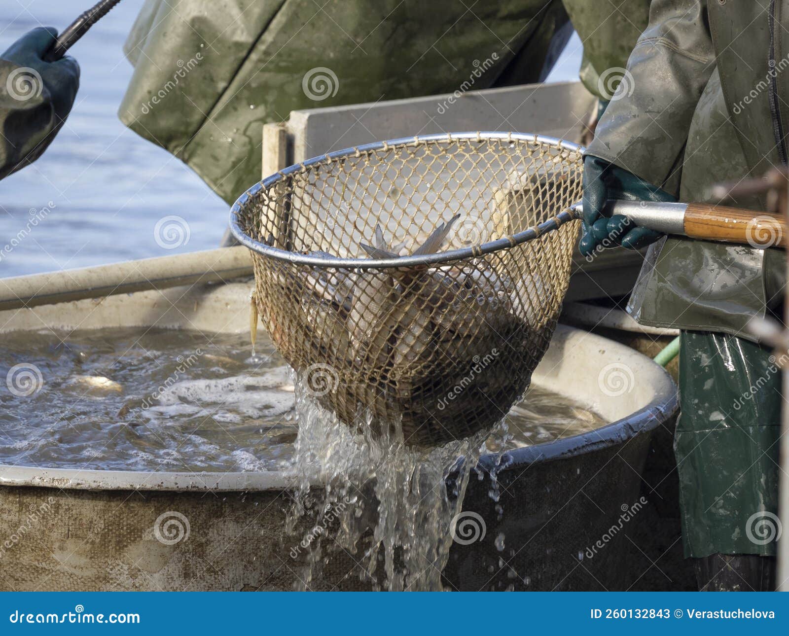 Fishing Pond, Sorting Fish Carp and Other Fish Stock Image - Image of ...