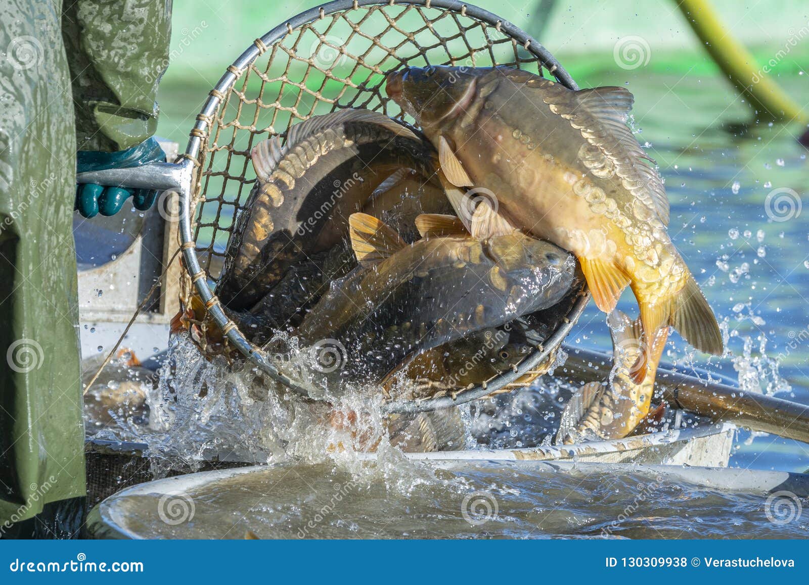 Fishing Pond - Sorting Fish Carp and Other Fish Stock Photo - Image of ...