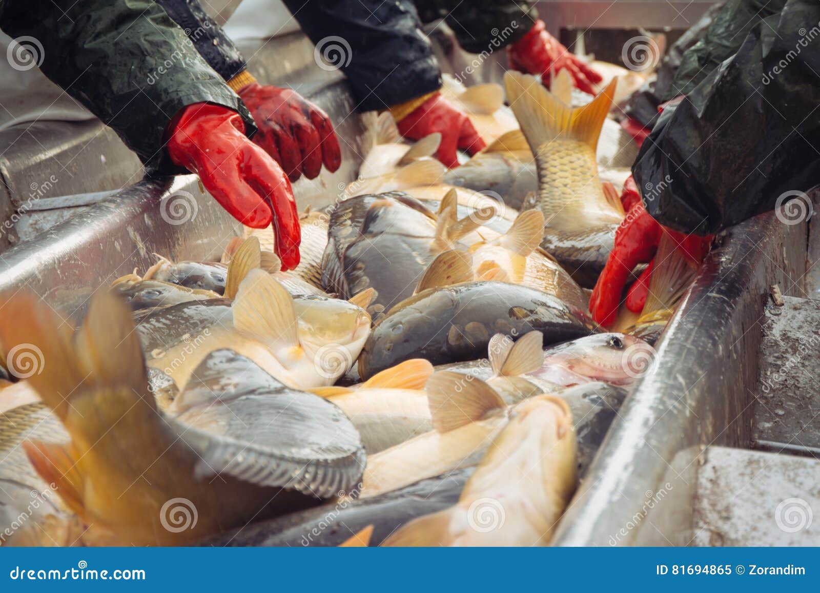 Fishing Pond - Sorting Fish Carp and Other Fish Stock Image - Image of ...