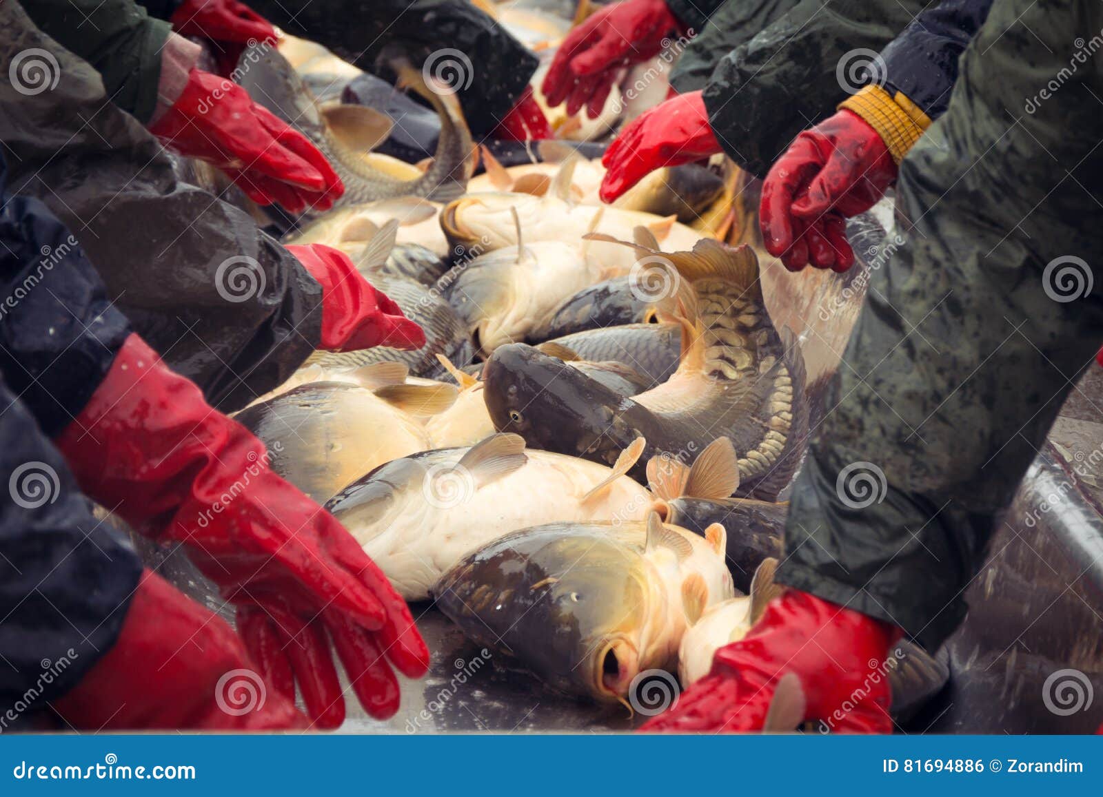 Fishing Pond - Sorting Fish Carp and Other Fish Stock Photo - Image of ...