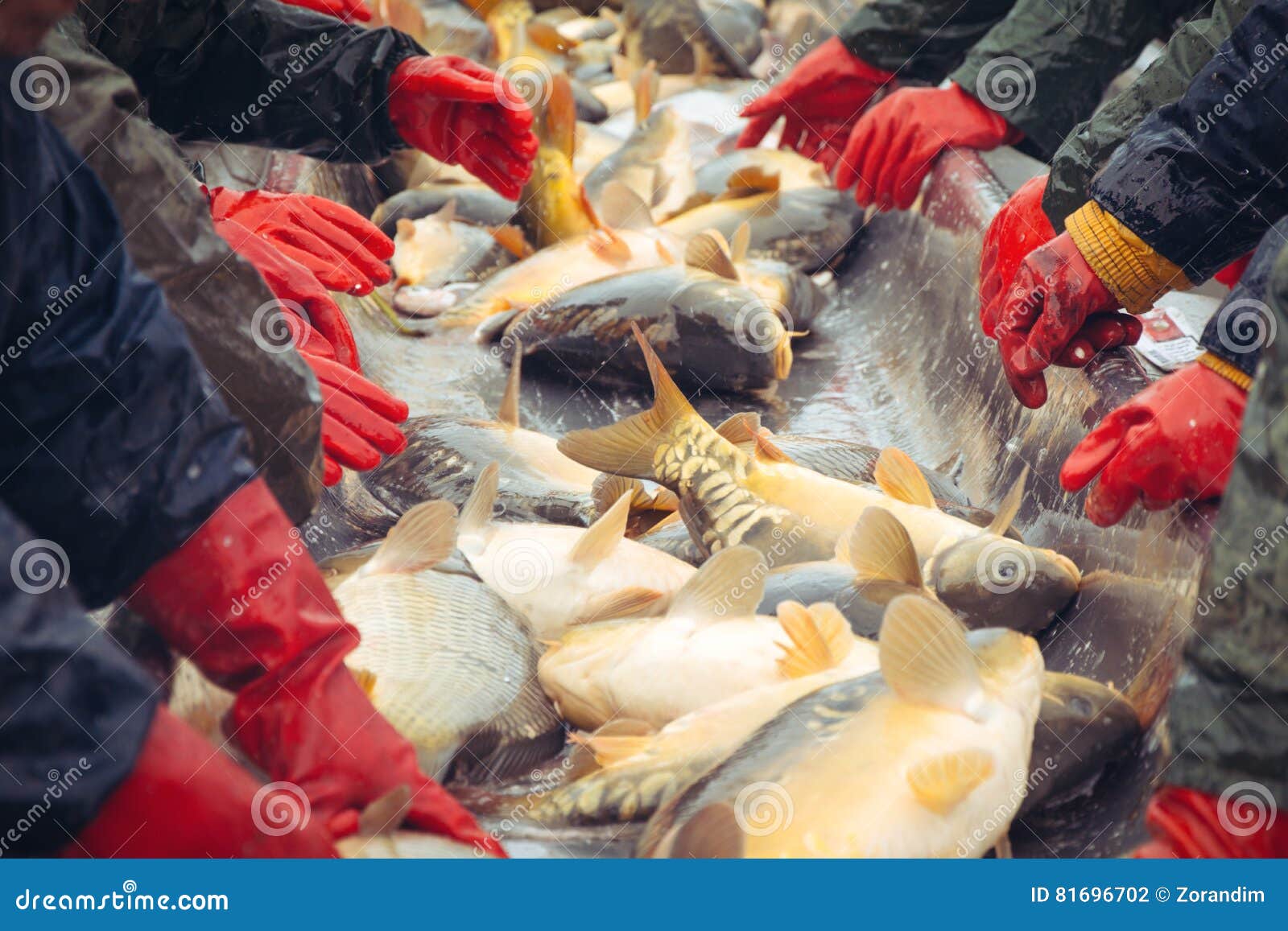 Fishing Pond - Sorting Fish Carp and Other Fish Stock Photo - Image of ...