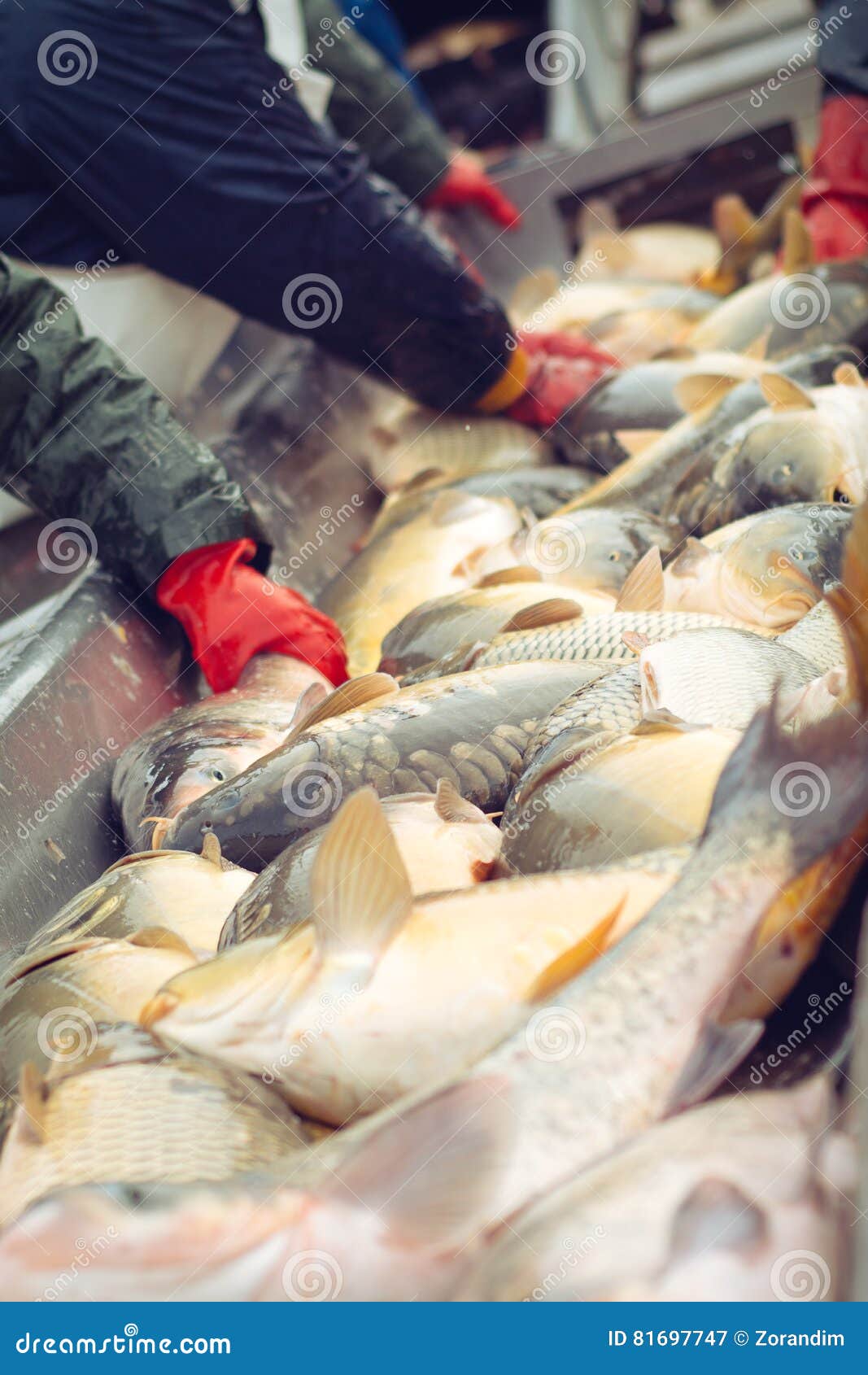Fishing Pond - Sorting Fish Carp and Other Fish Stock Image - Image of ...