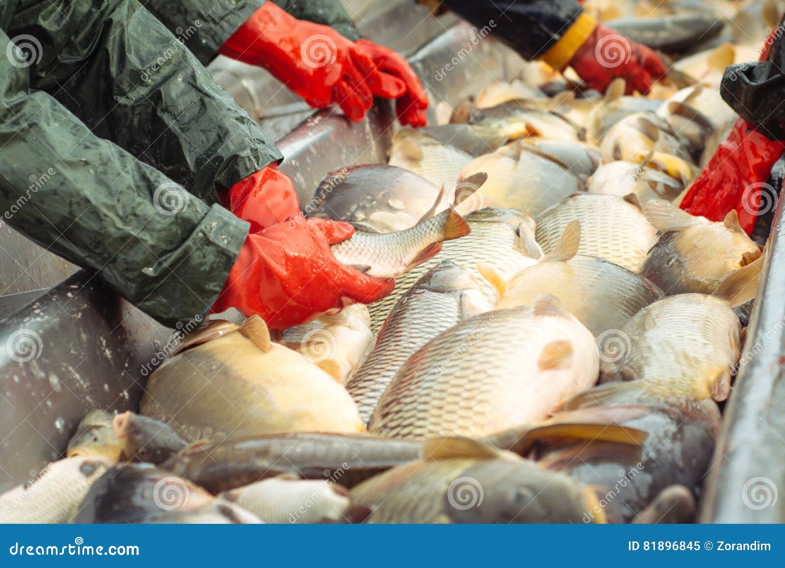 Fishing Pond - Sorting Fish Carp and Other Fish Stock Image - Image of ...