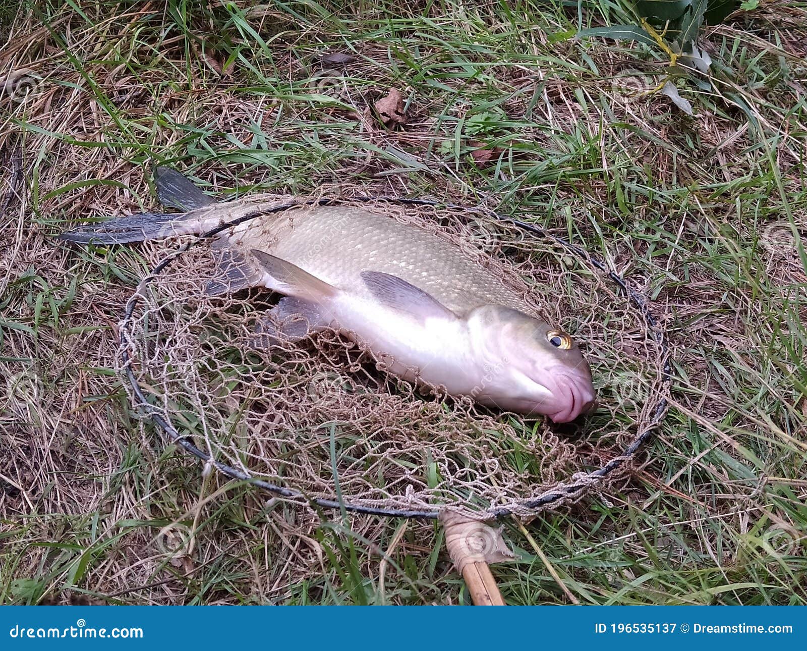 Fishing on the pool stock image. Image of wildlife, pool - 196535137