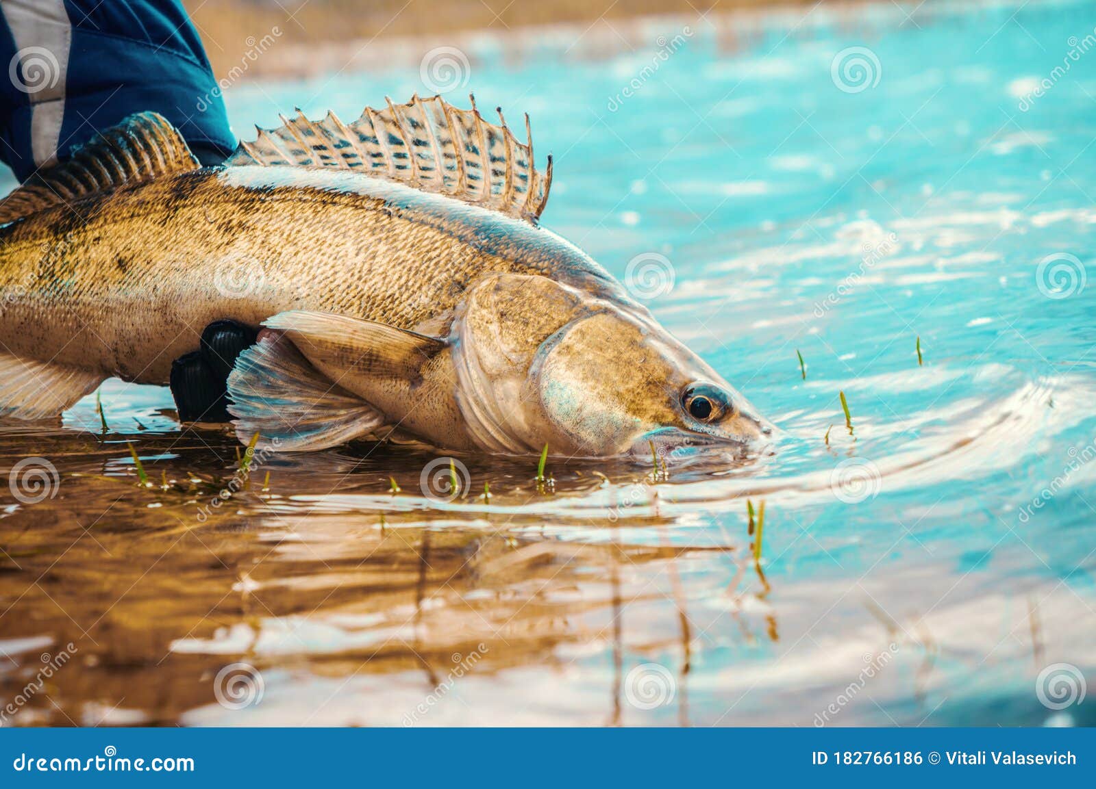 The Principle Of Catch And Release. Fishing For Grayling Royalty-Free ...