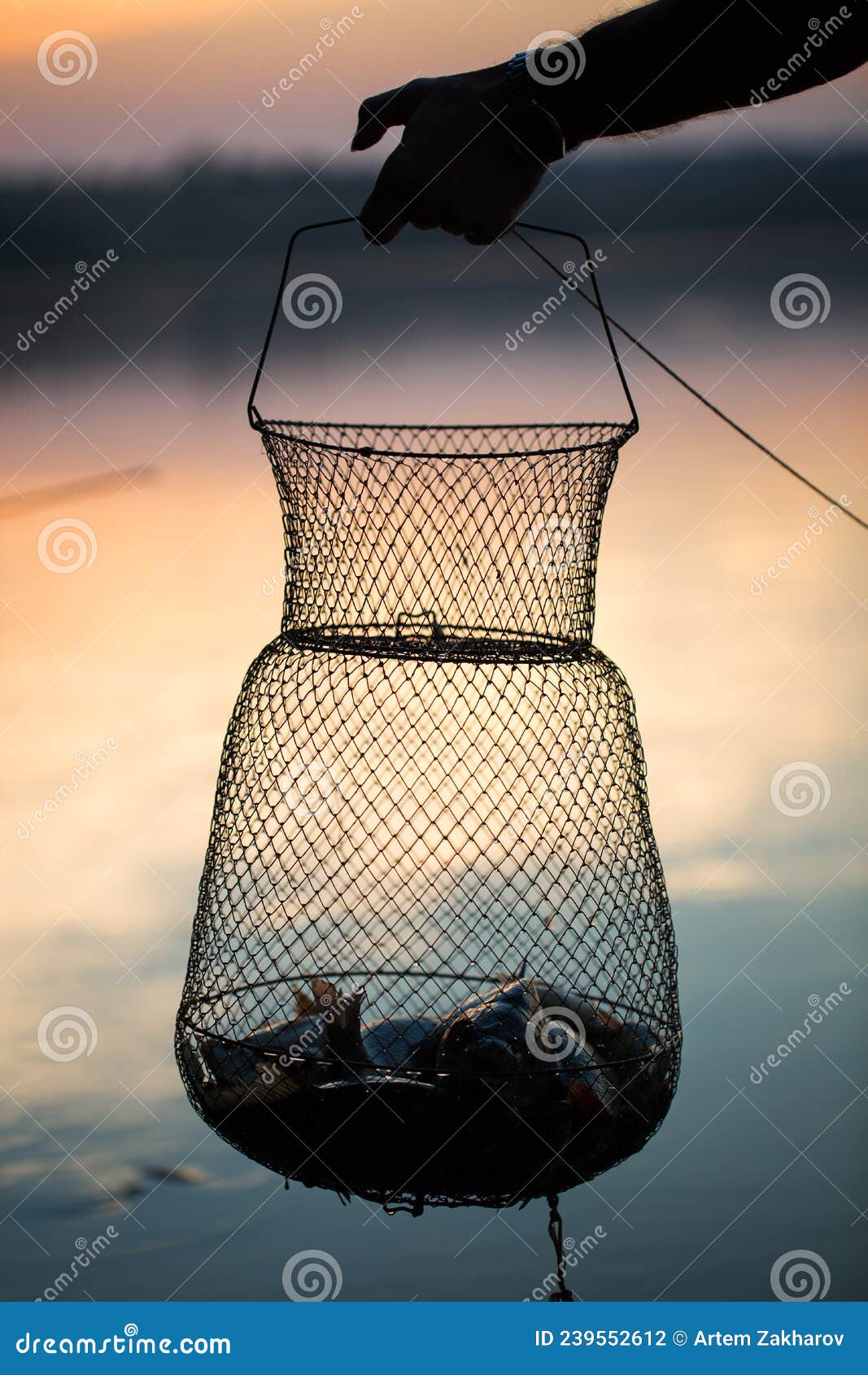 Fishing, Raw Freshwater Fish in the Net for the Catch Stock Photo ...