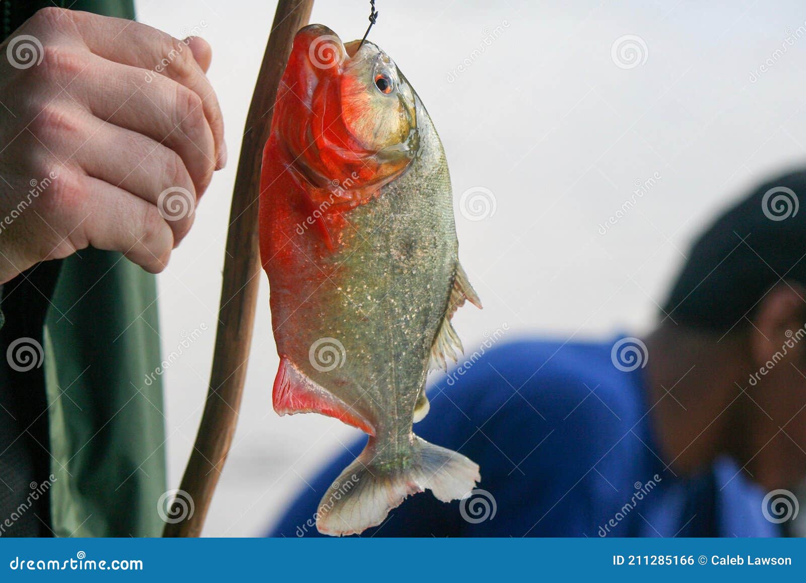 Red Belly Piranha On White Background Royalty-Free Stock Photo ...