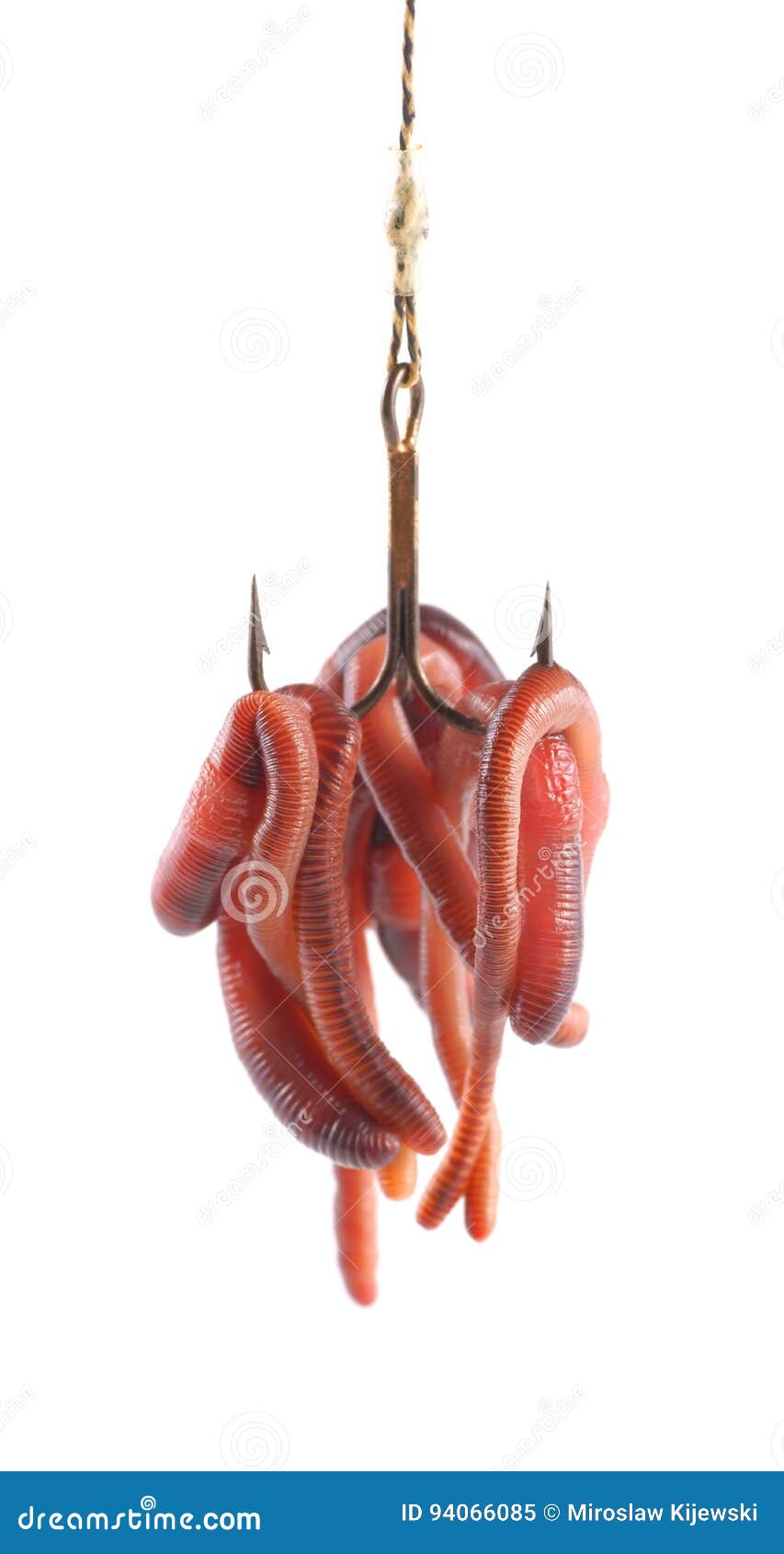 Fishing, Red Worms on Hooks Stock Image - Image of animal, fishing ...