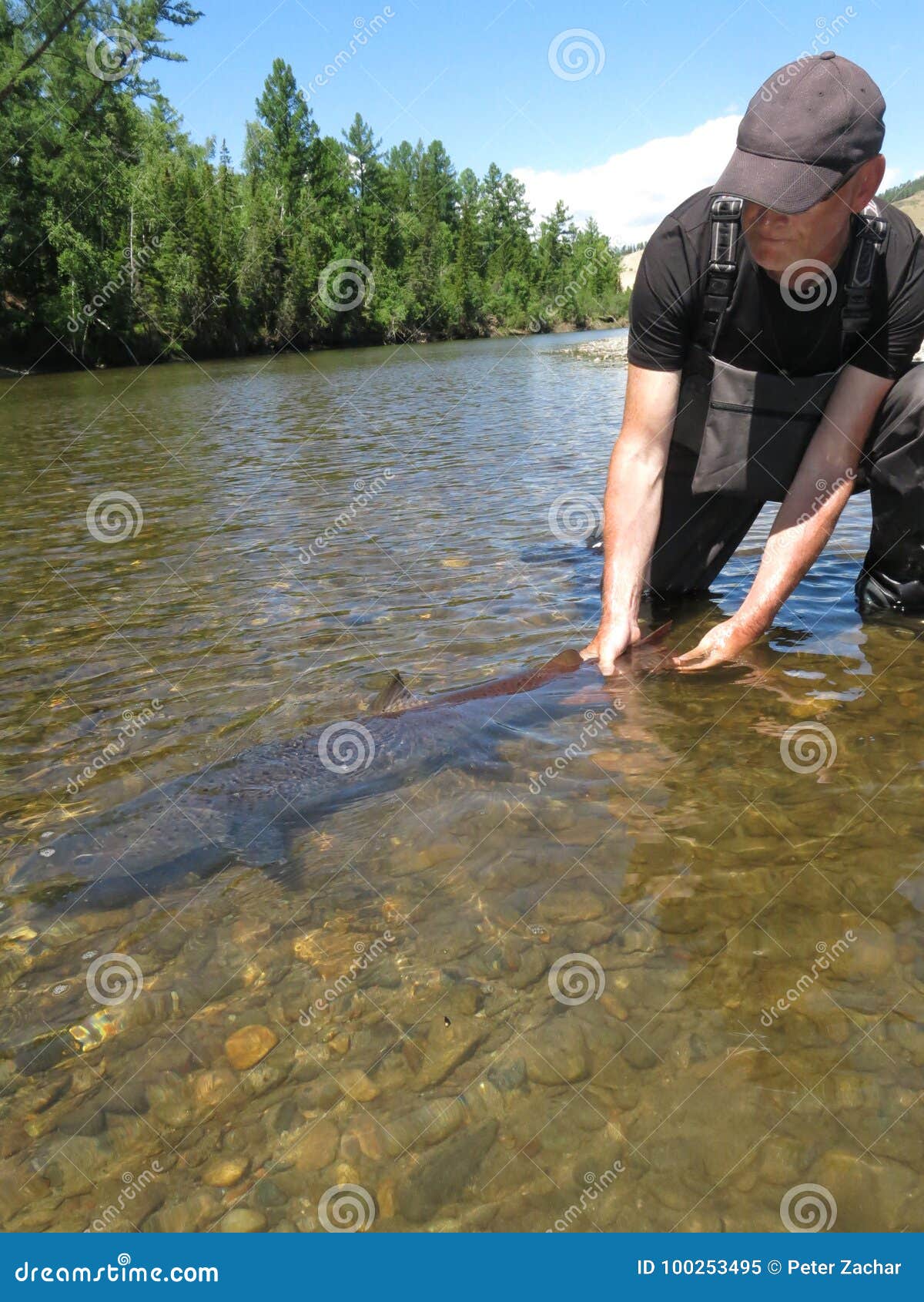 Fishing - taimen fish stock image. Image of fishing - 100253495