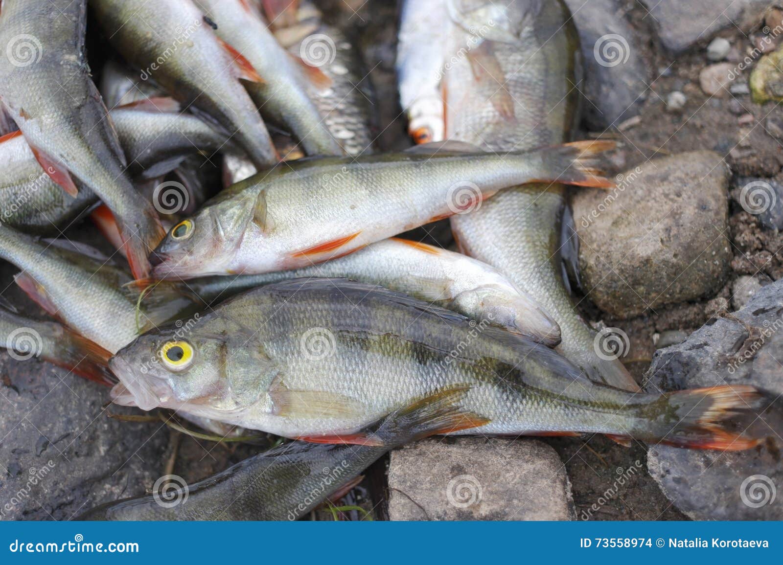 Fishing. River perch stock photo. Image of fishing, delicious - 73558974