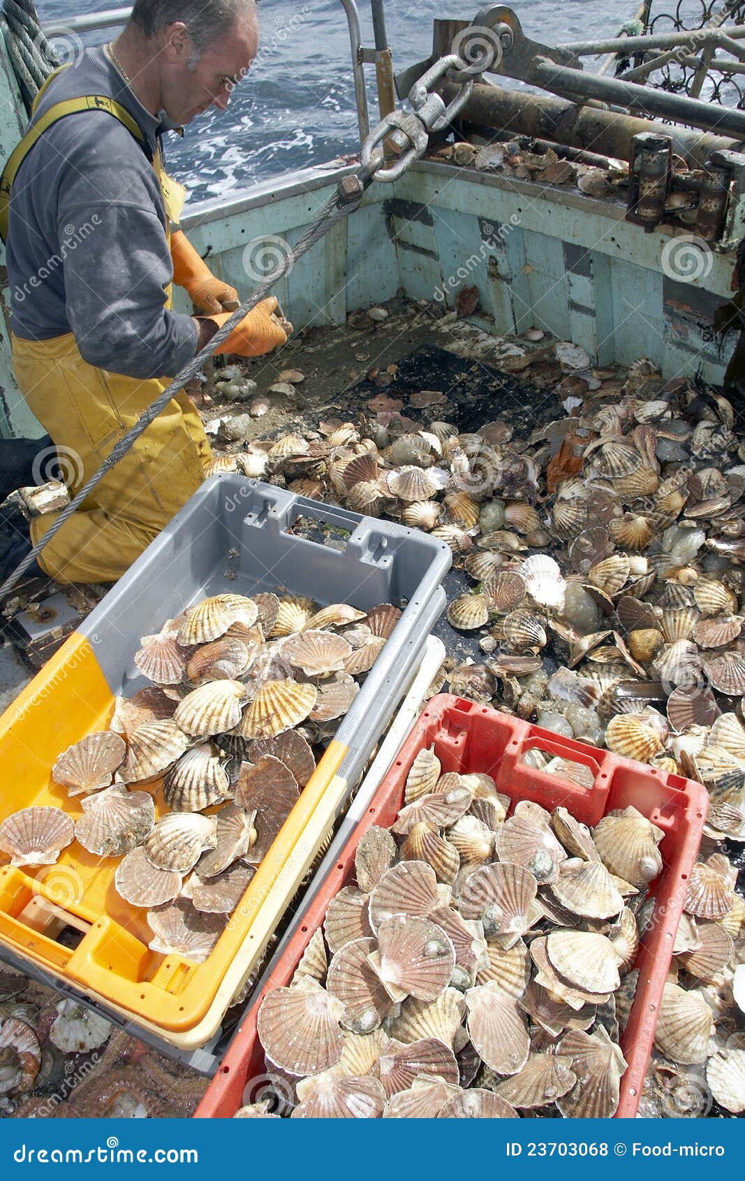 Fishing scallops at sea editorial stock photo. Image of outdoors - 23703068