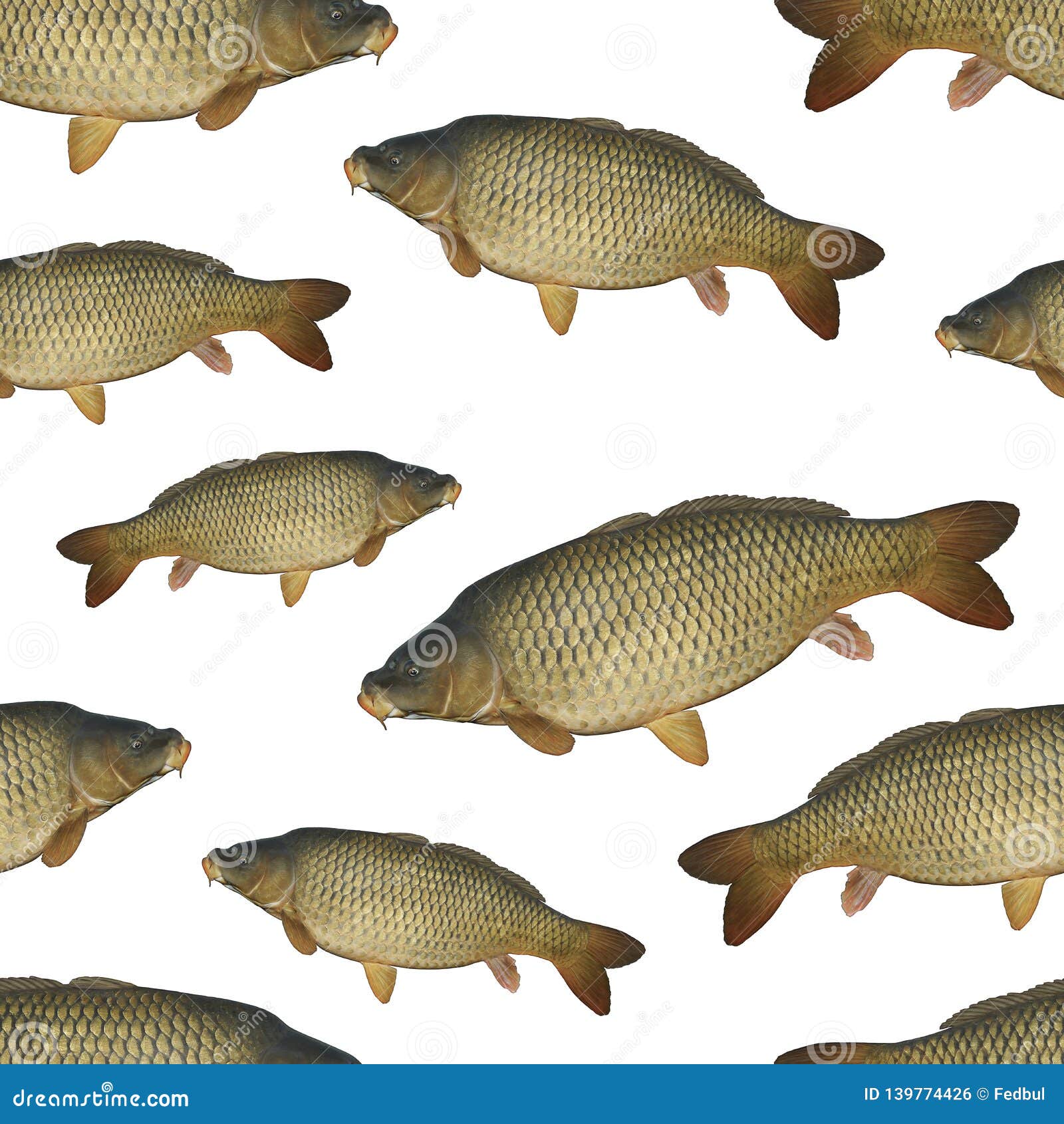 Fishing Seamless Pattern of Fish. Background from Carp Fish Isolated on ...