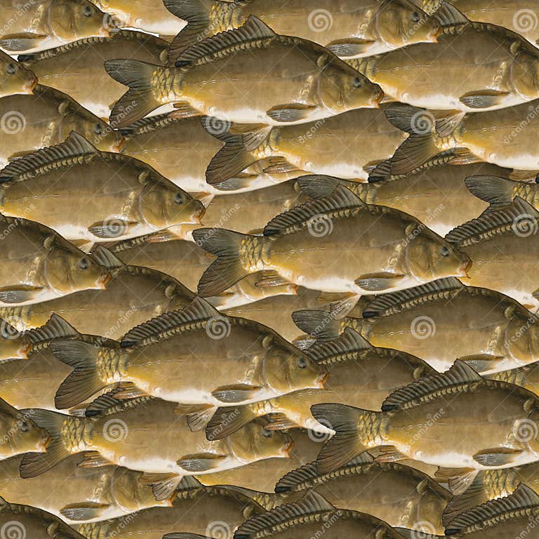 Fishing Seamless Pattern of Fish. Background from Mirror Carp Fish ...