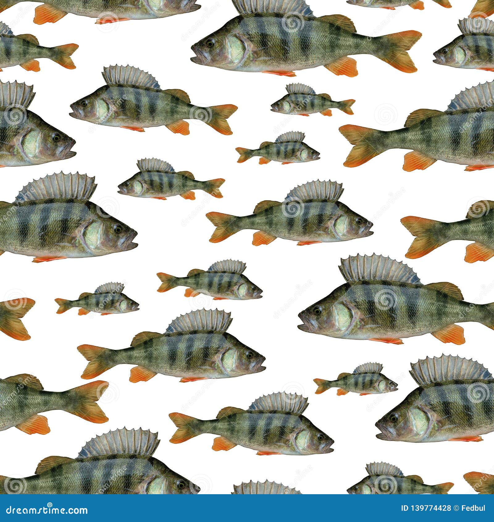Fishing Seamless Pattern of Fish. Background from Perch Fish Isolated ...