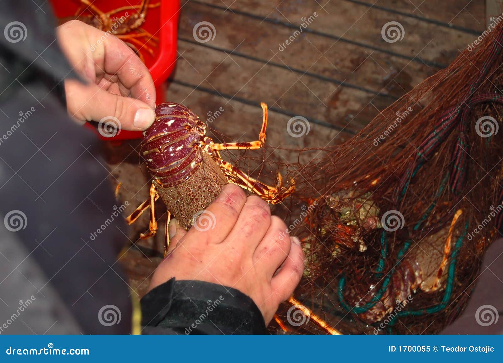 Fishing Series - Lobster in a Net Stock Image - Image of fishing, food ...