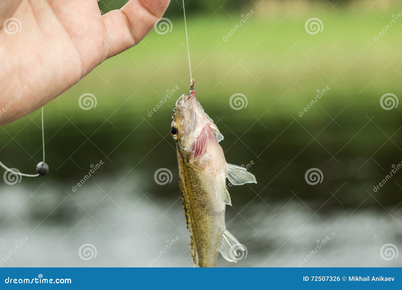Fishing,small Fish Ruff in the Hand on Shore Stock Photo - Image of ...