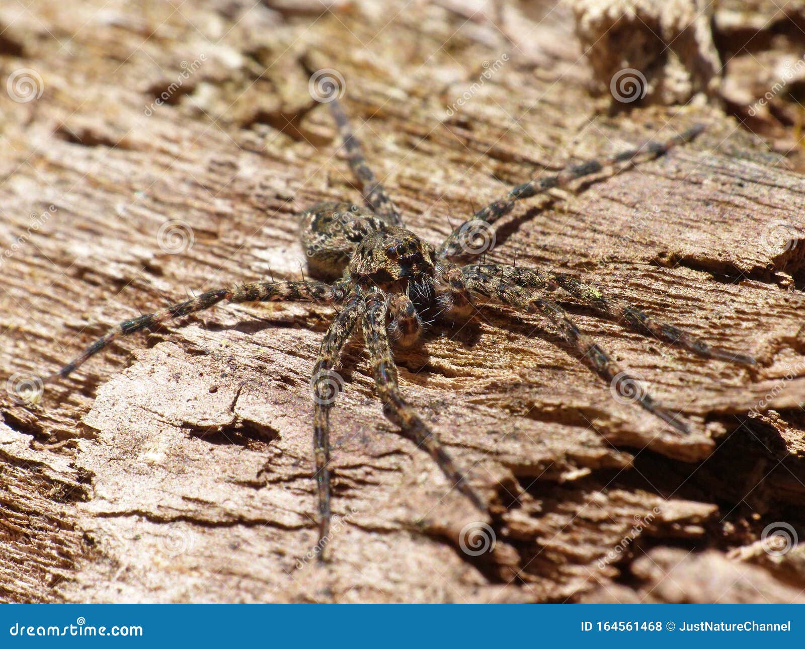 Fishing Spider on Log 2 stock photo. Image of leaf, background - 164561468