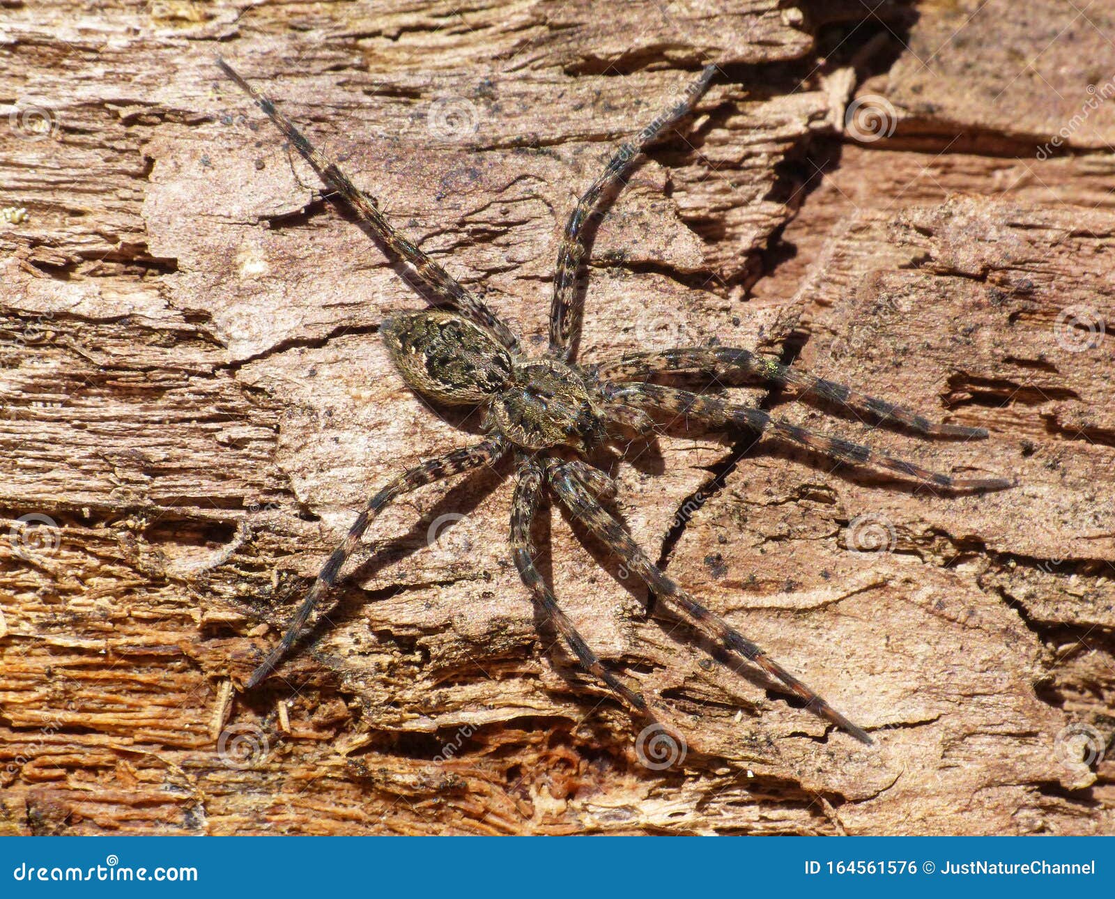 Fishing Spider on Log Overhead View Stock Photo - Image of macro ...