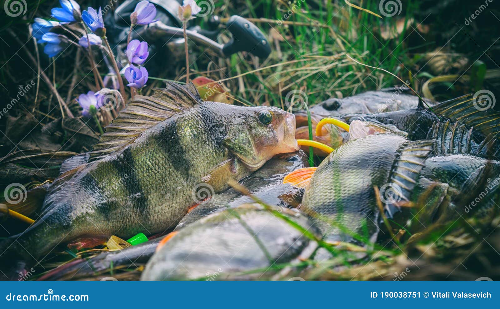 Fishing, spring catch stock image. Image of bait, sport - 190038751
