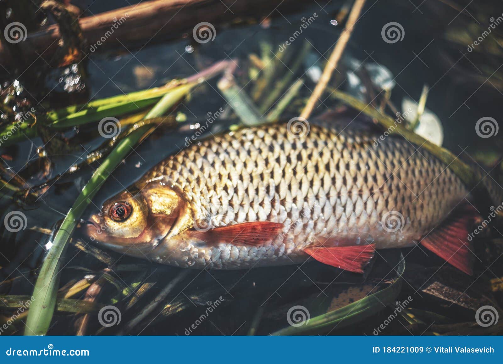 Fishing Tackle and Fish Caught on Them. Tenkara Stock Image - Image of ...