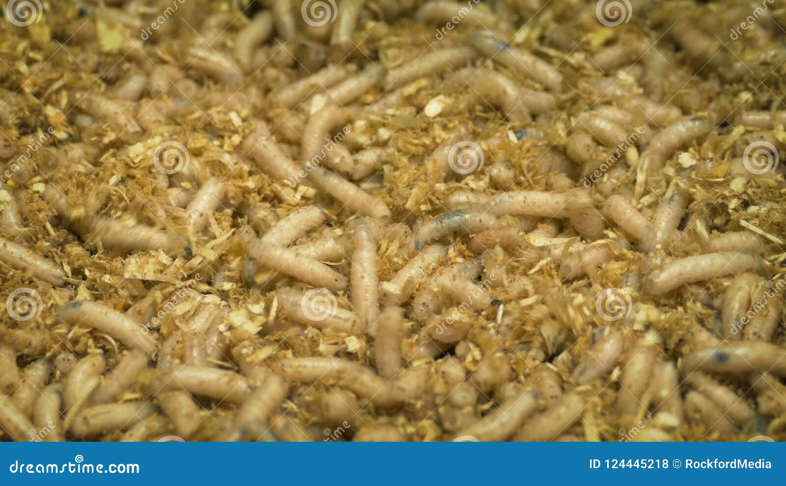 Fishing Tackle Maggots Moving Around Stock Footage - Video of trophy ...