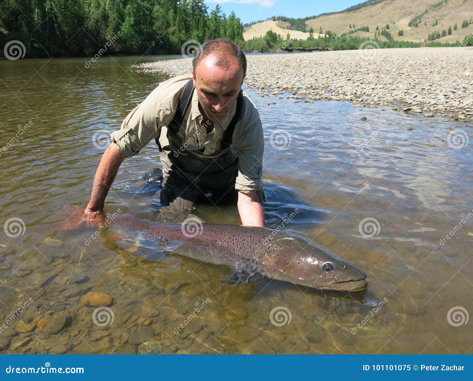 Fishing - taimen fish stock image. Image of lake, camel - 101101075