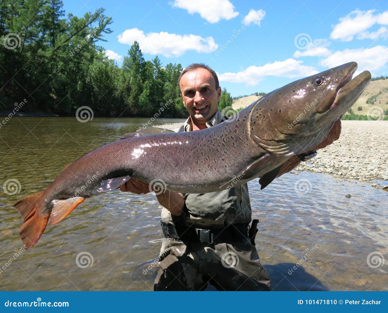 Fishing - taimen fish stock photo. Image of humped, nature - 101471810