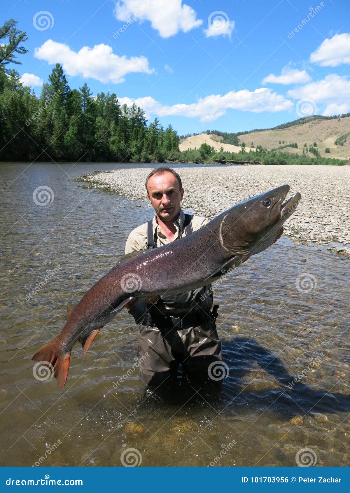 Fishing - taimen fish stock photo. Image of animal, caravan - 101703956