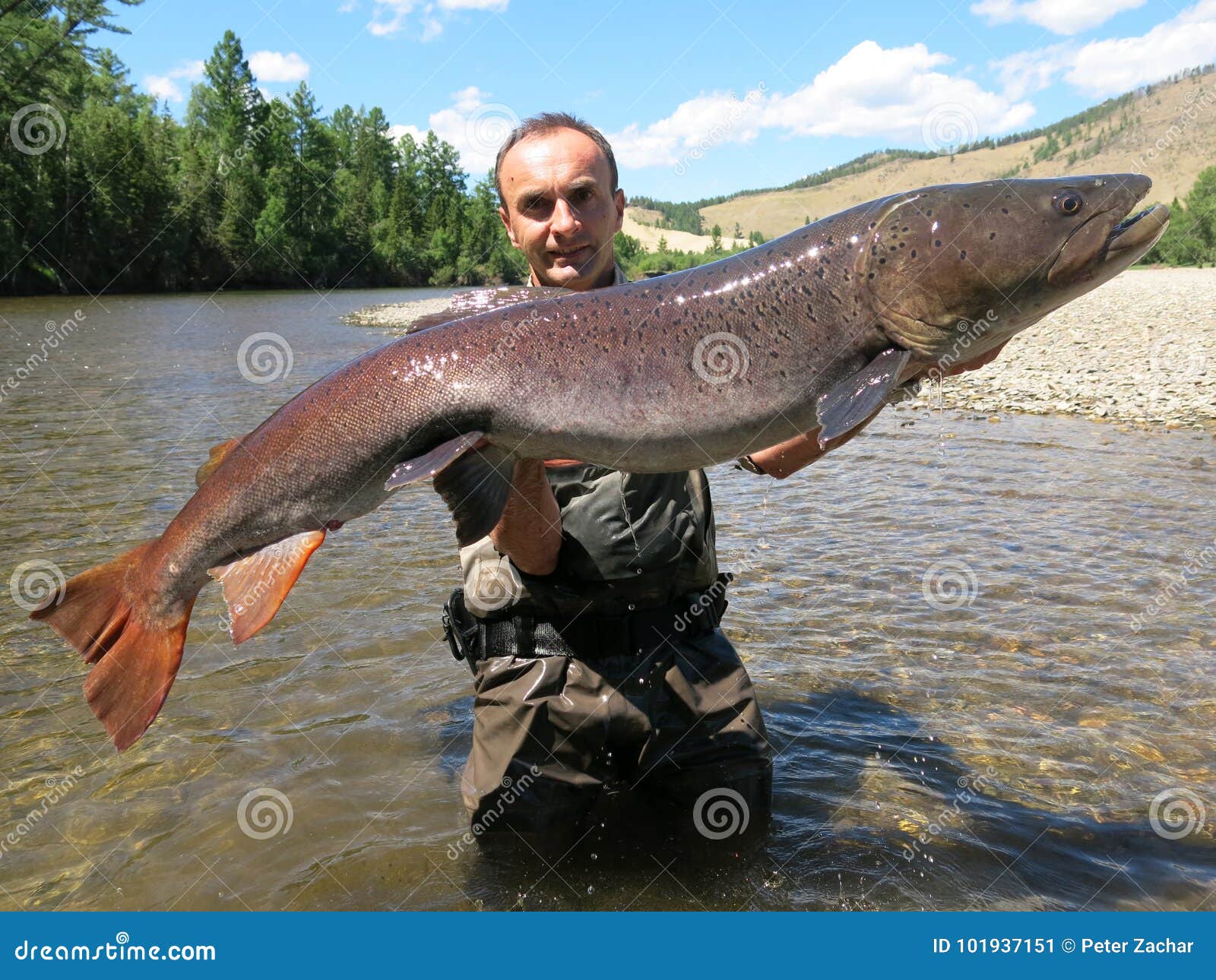 Fishing - taimen fish stock image. Image of fishing - 101937151