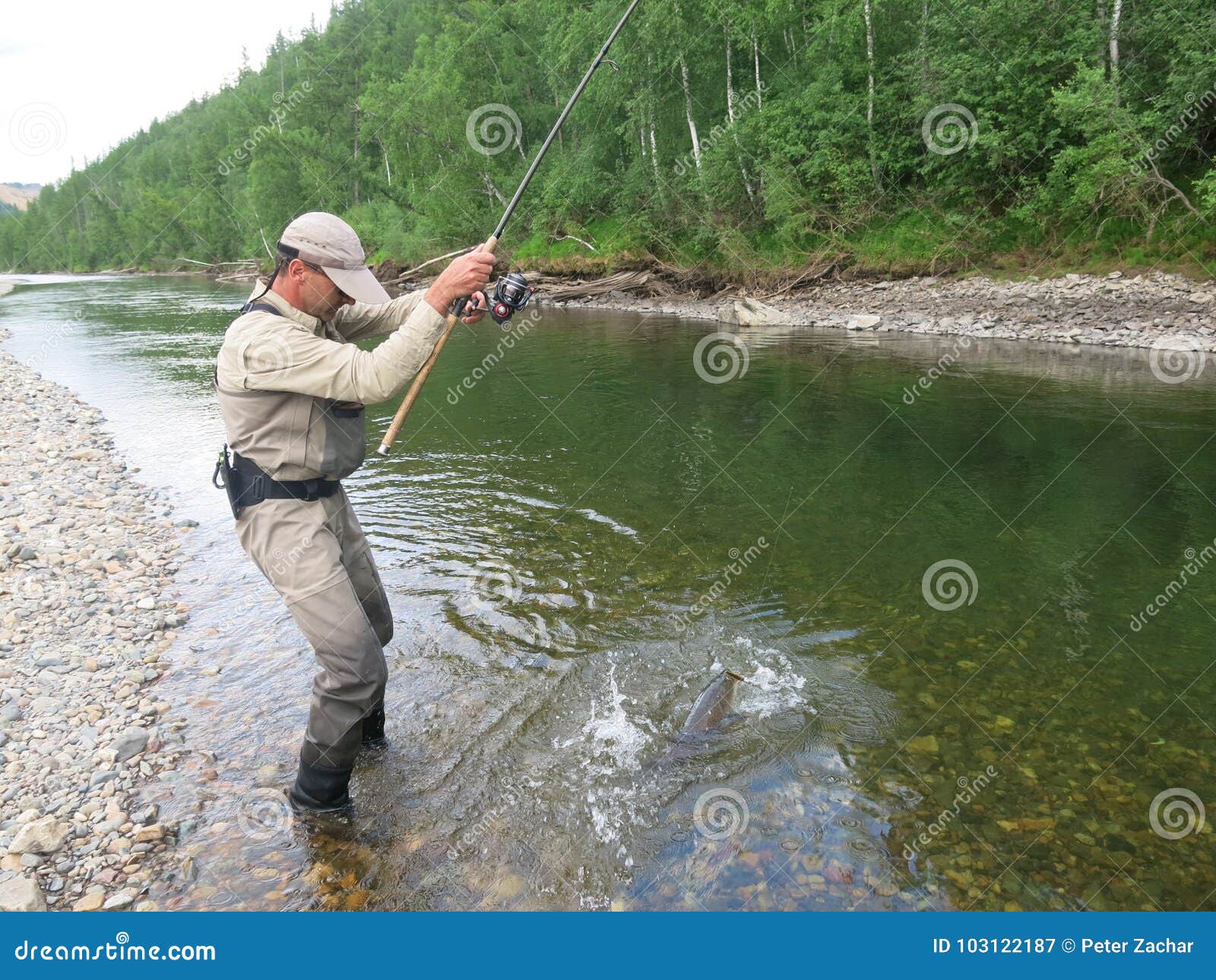 Fishing - taimen fish stock image. Image of animal, mammal - 103122187