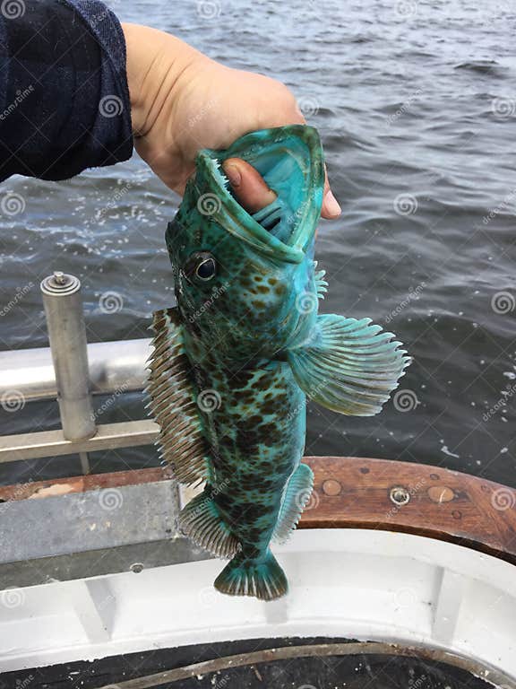 Fishing trip stock photo. Image of blue, boat, ling - 104565104
