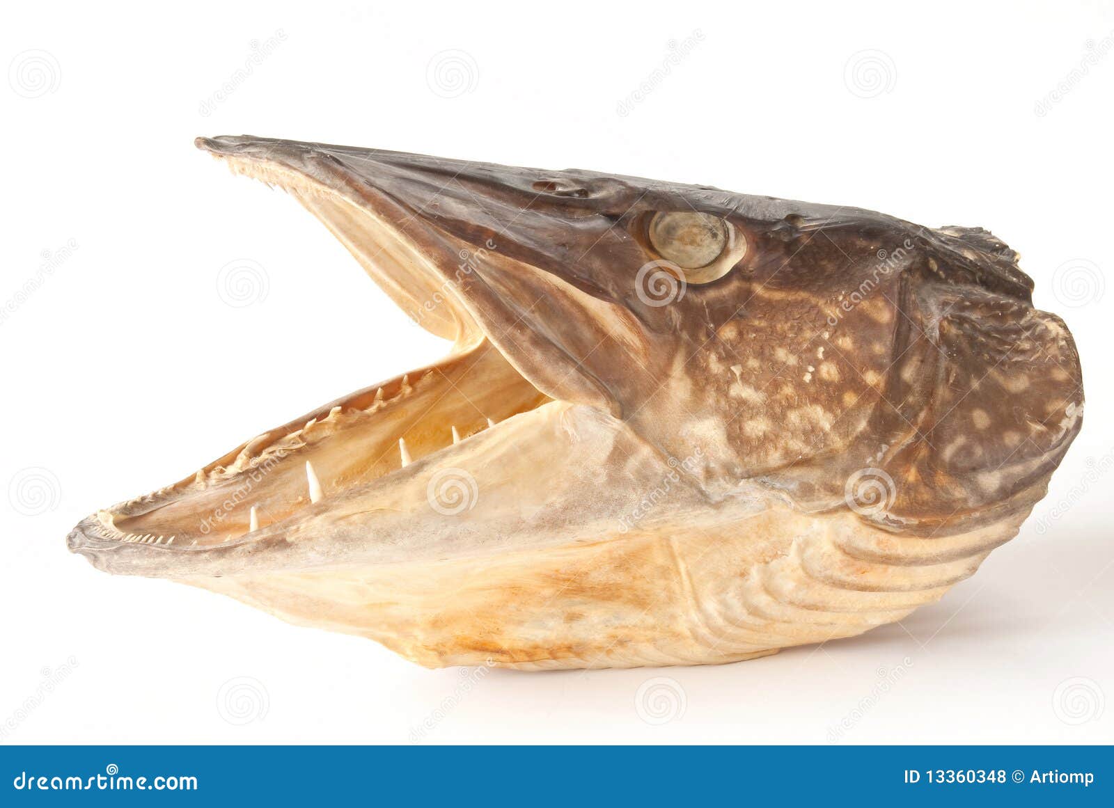 Fishing trophy pike head stock photo. Image of award - 13360348