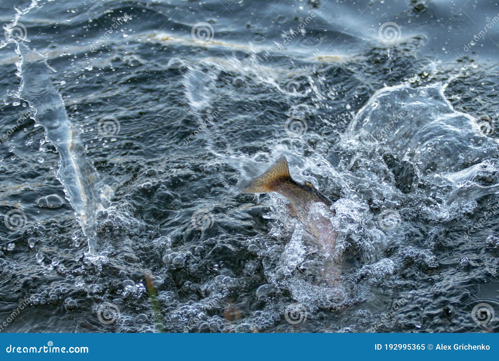 Fishing for Trout in a Small Lake in Washington State Stock Image ...