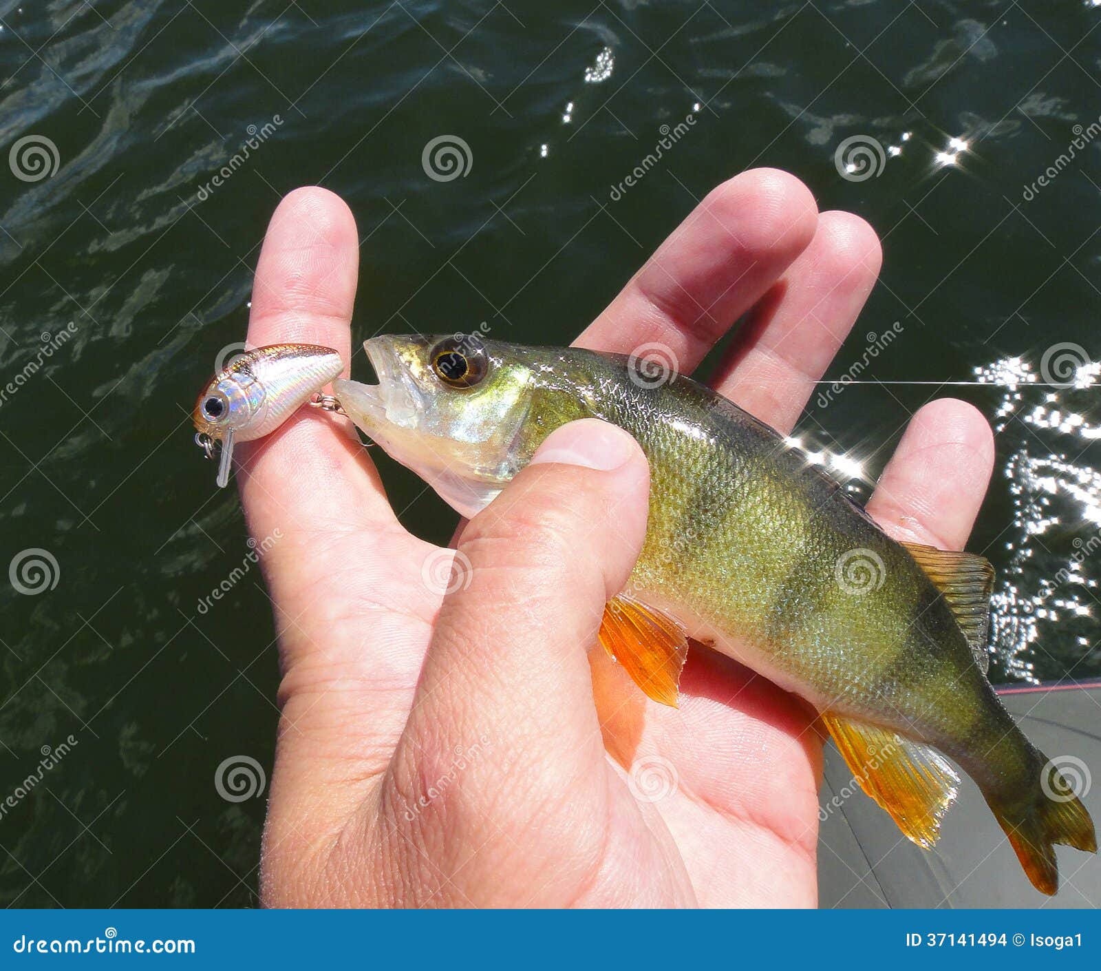 Fishing stock photo. Image of lures, fishing, jigging - 37141494