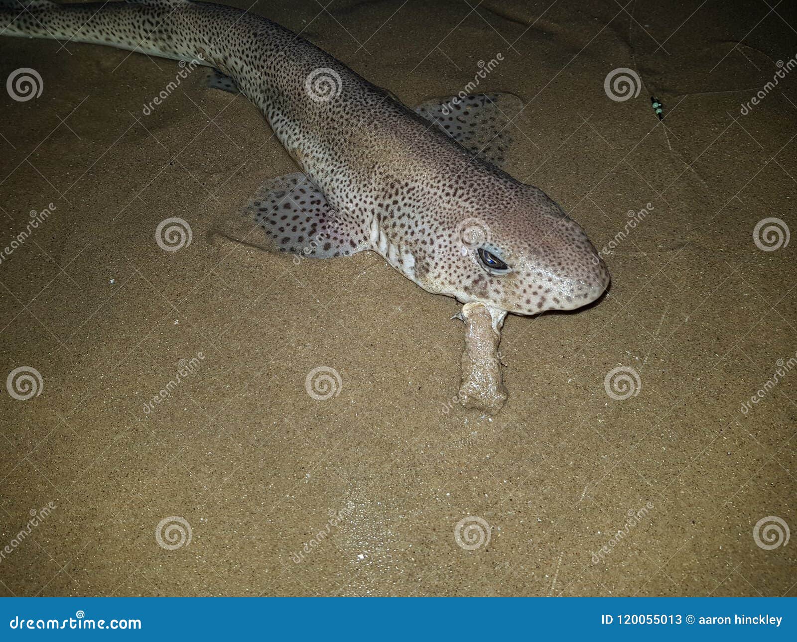 Dogfish stock image. Image of fishing, fish, wales, spotty - 120055013