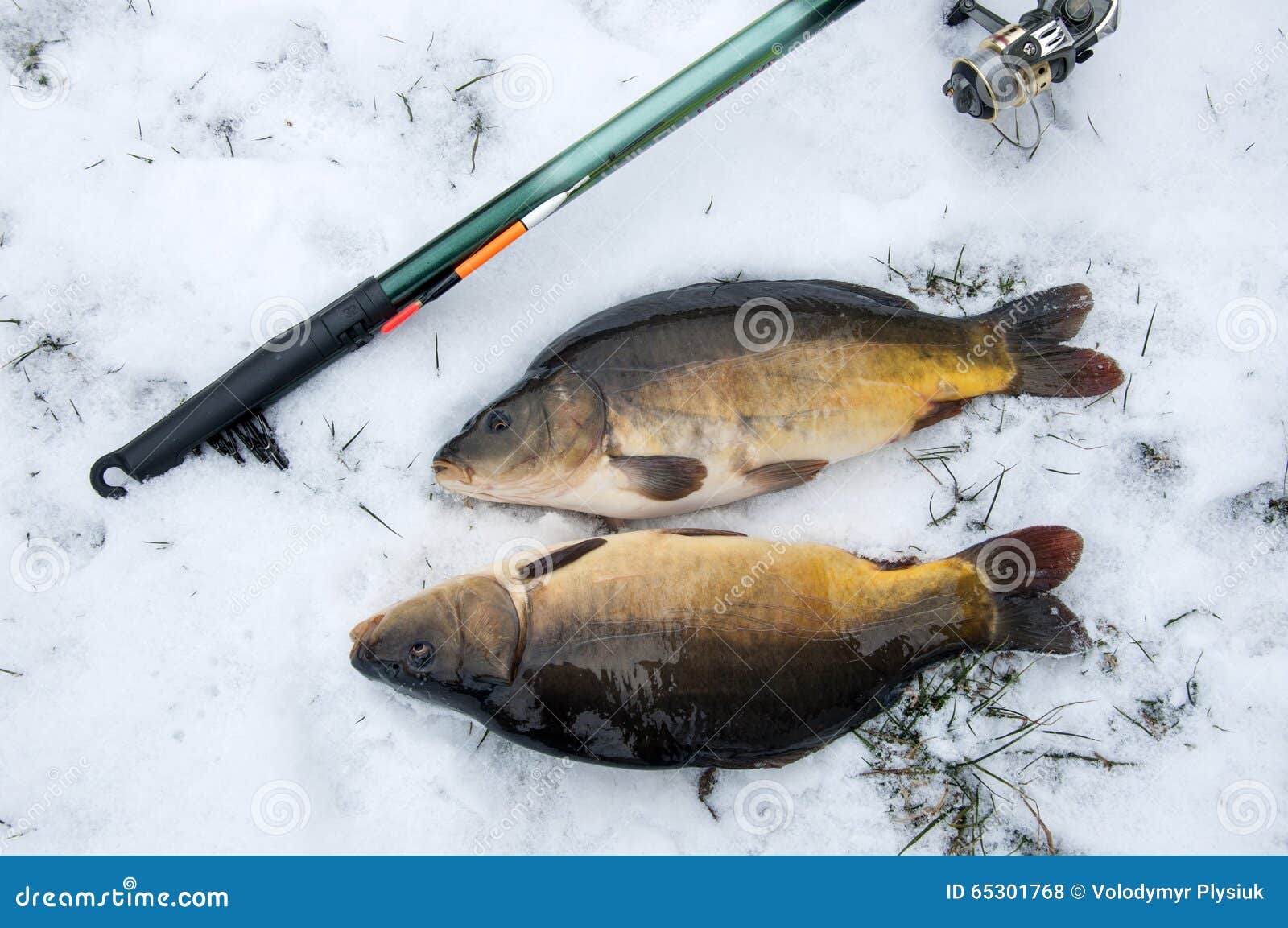 Fishing in Winter Carp Caught in the Snow Stock Photo - Image of scale ...