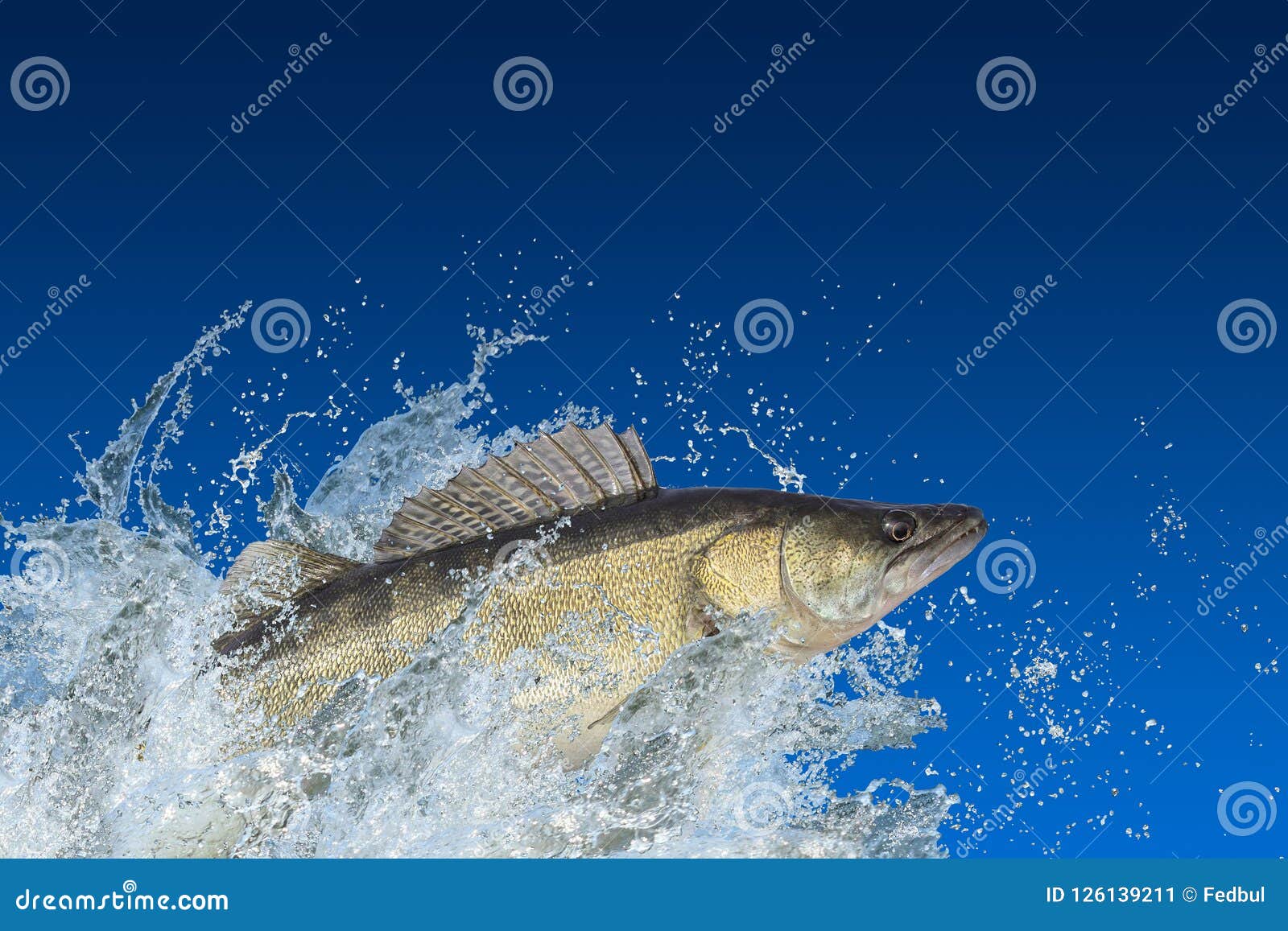 Zander Fish Jumping with Splashing in Water Stock Image - Image of ...