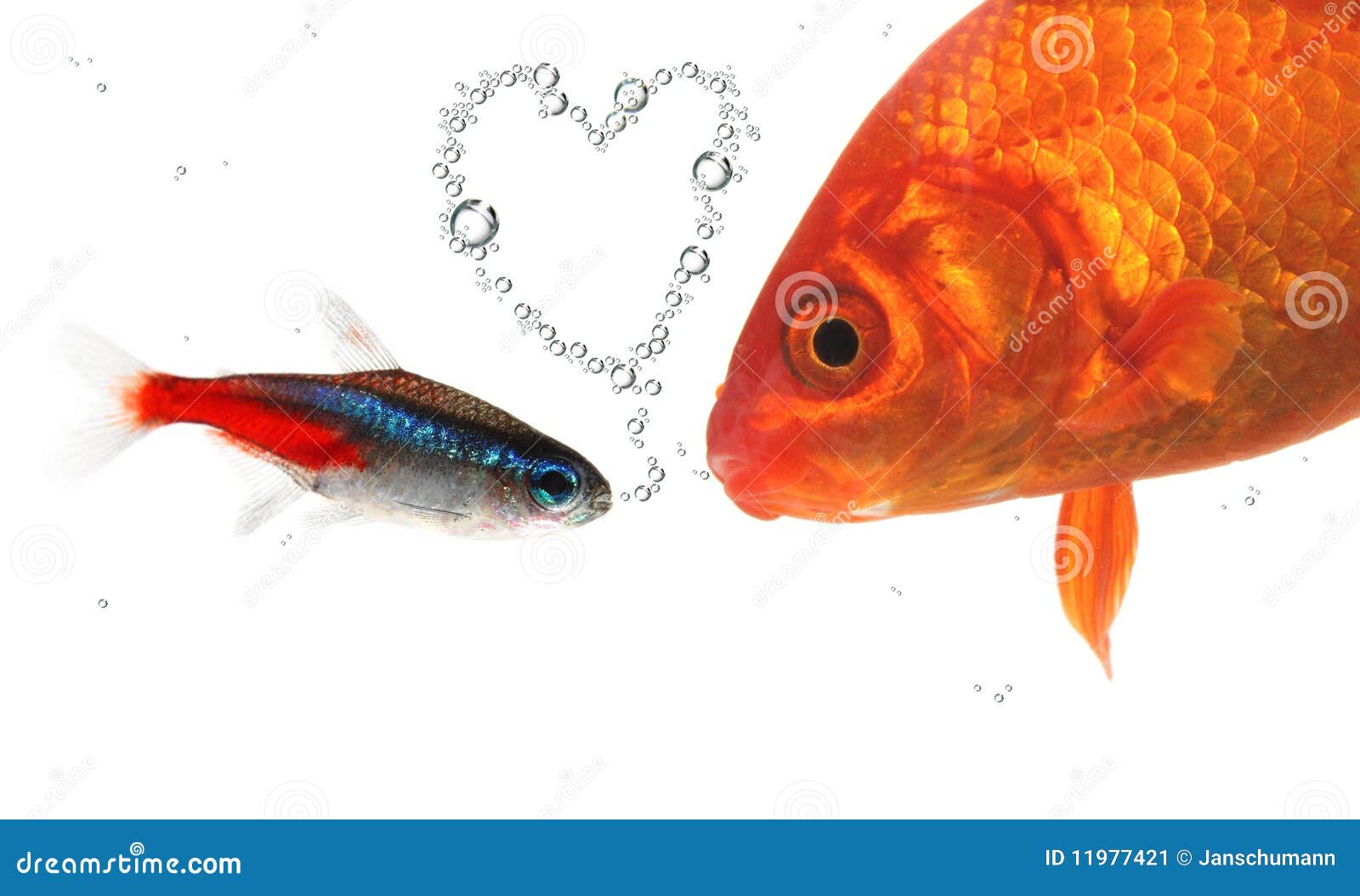 Fishlove stock image. Image of eyes, colourful, comic - 11977421
