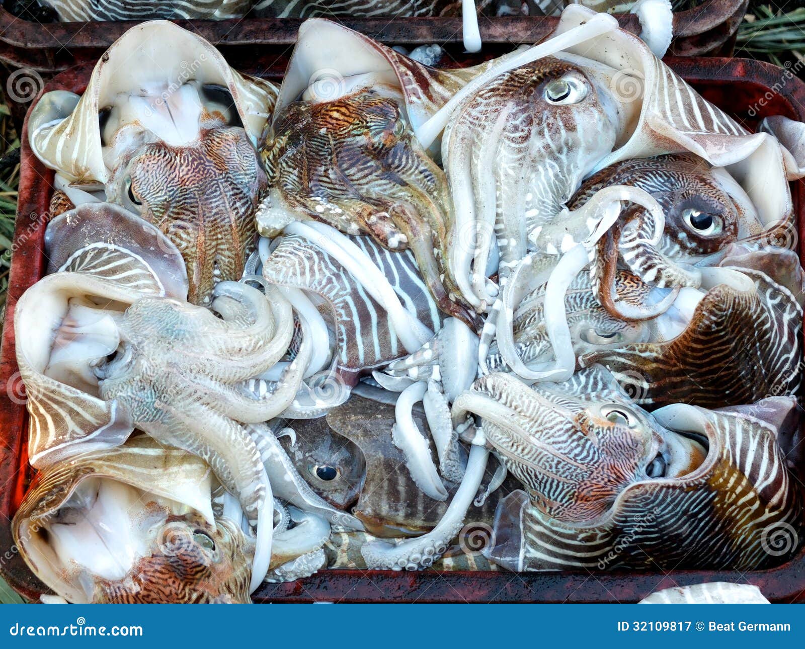 Fishmarket Nel Kochi, India Immagine Stock - Immagine di india ...