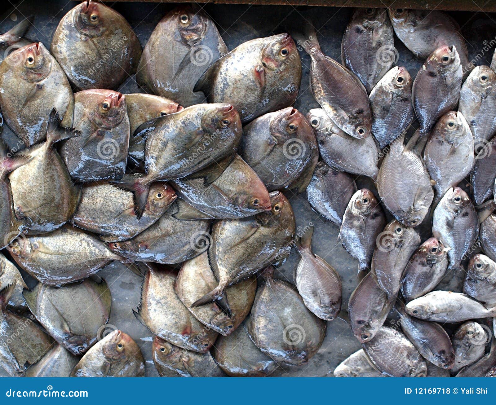 Fishmarket in Taiwan stock photo. Image of blooded, animals - 12169718