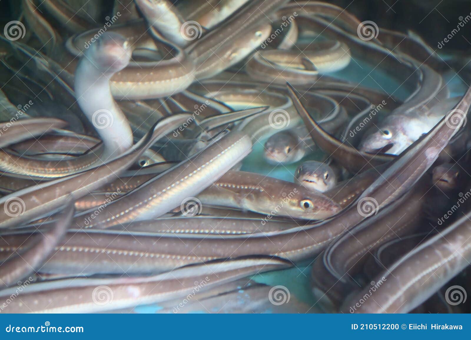 Fishmonger`s cage eel stock photo. Image of heap, fresh - 210512200