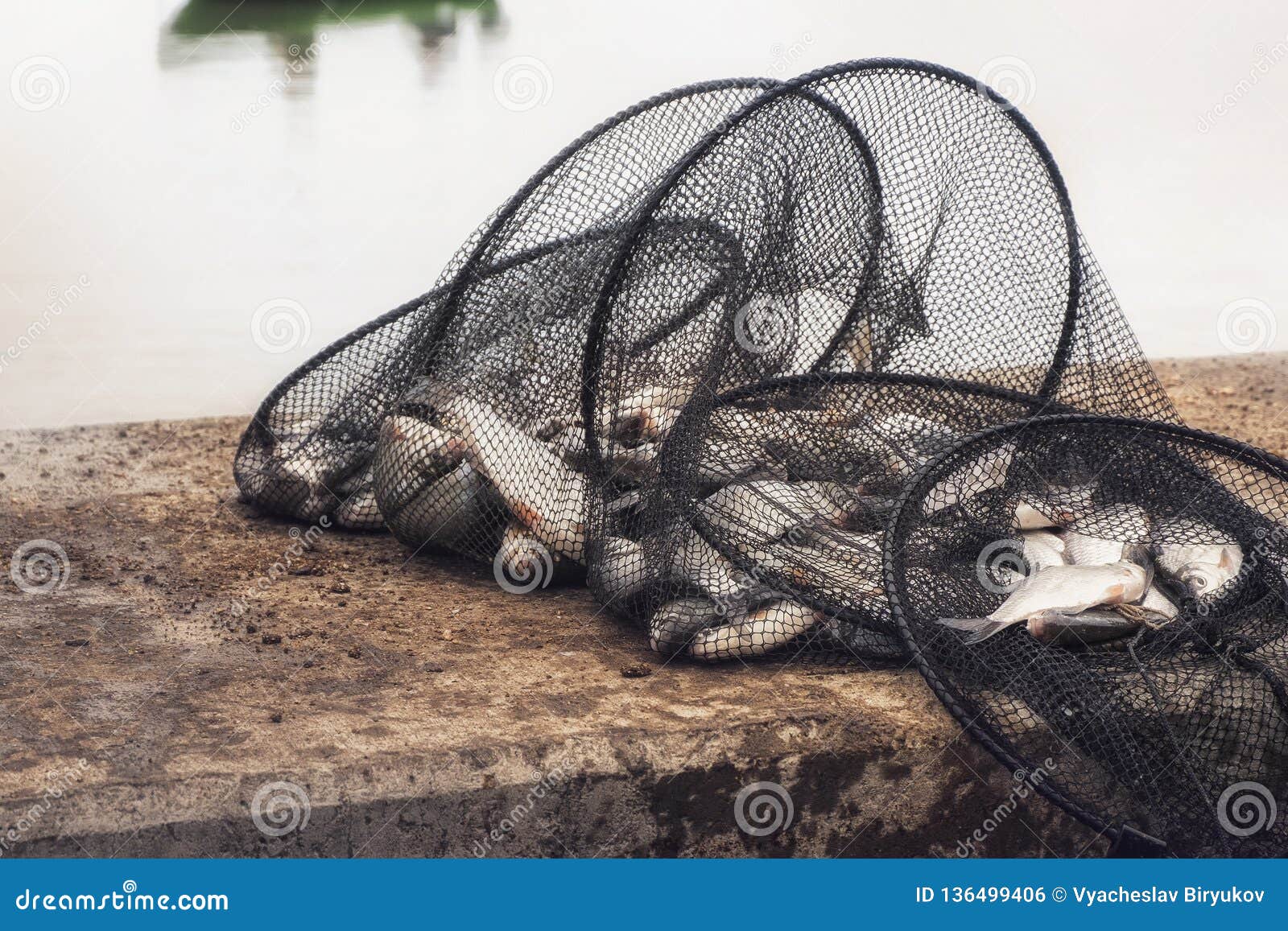 Fish in the fishnet stock photo. Image of fishnet, nature - 136499406