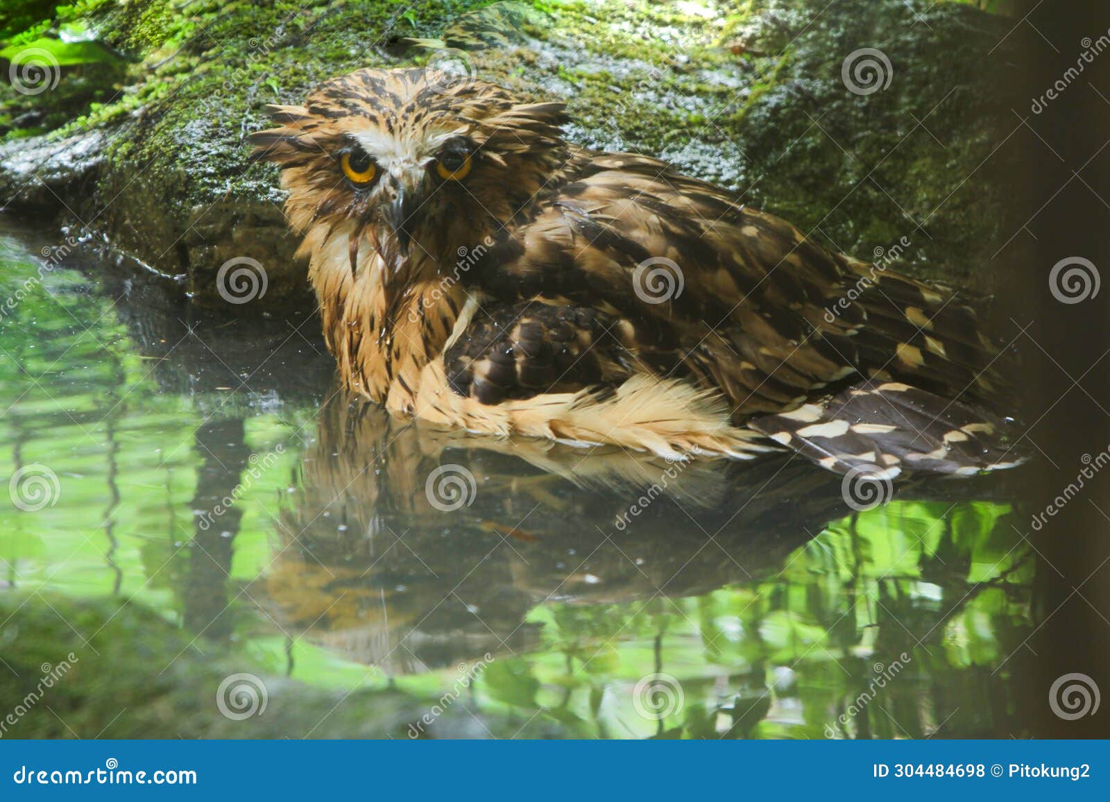 A Fishowl is Soaking in a Puddle Stock Photo - Image of puddle, fishowl ...