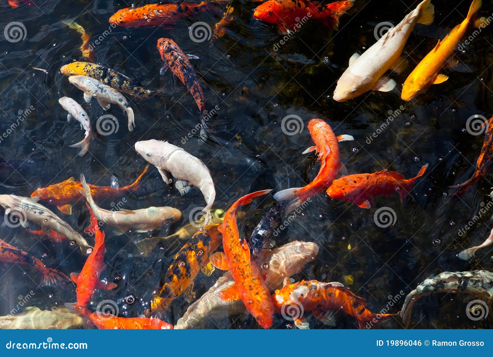Fishpond photo stock. Image du entourer, savoureux, natation - 19896046