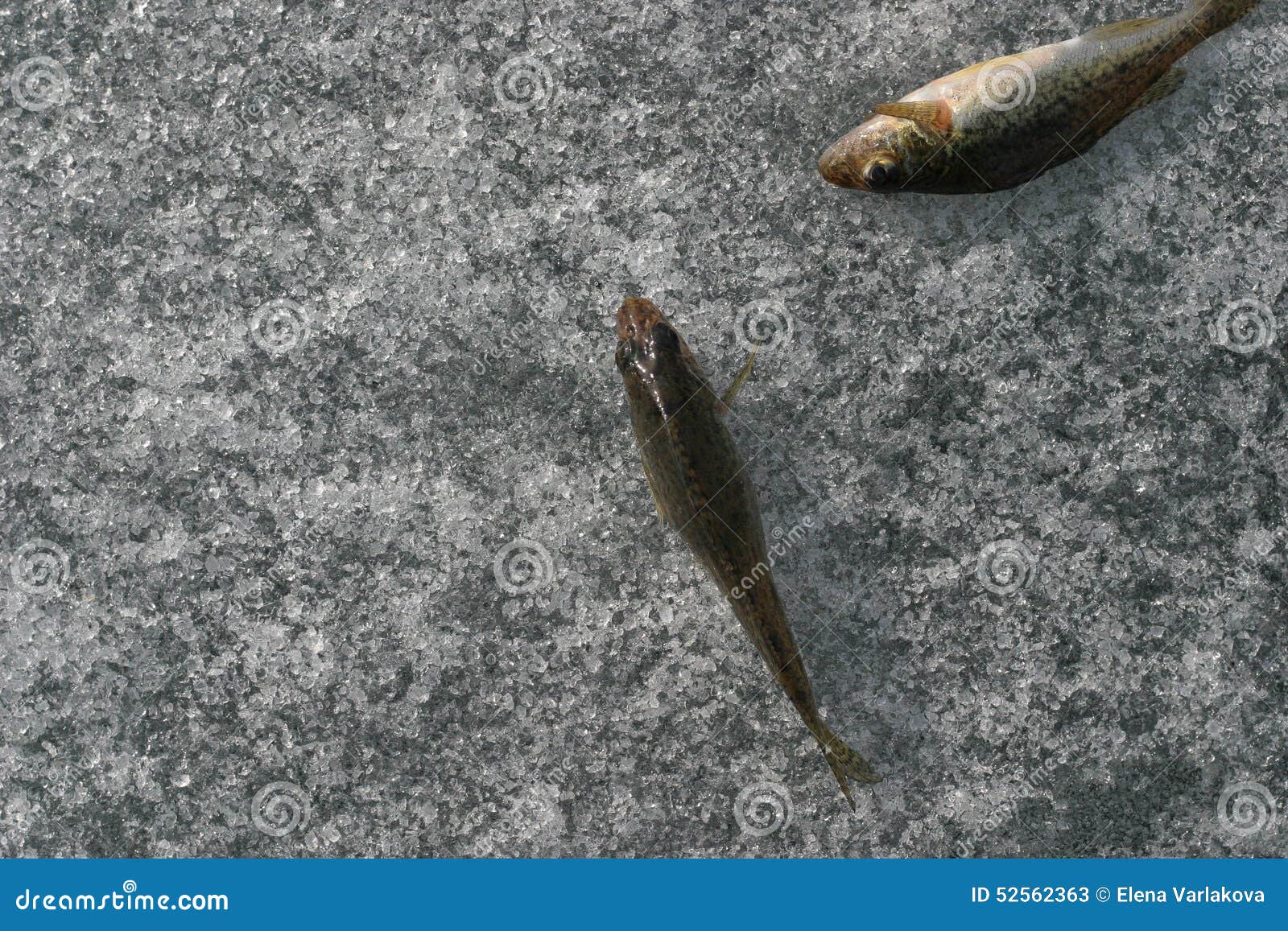 Fishs on ice stock image. Image of concepts, winter, fishing - 52562363