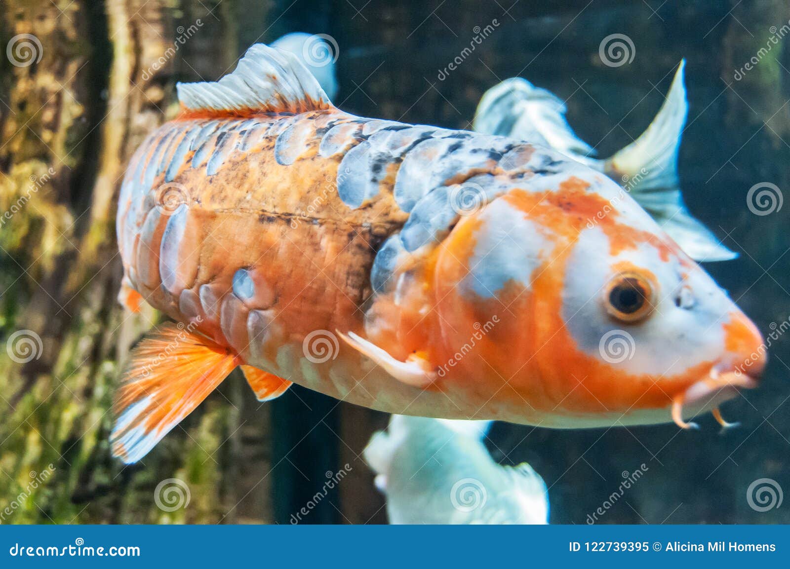 Fishs in a River Fish Aquarium Stock Image - Image of gill, fish: 122739395