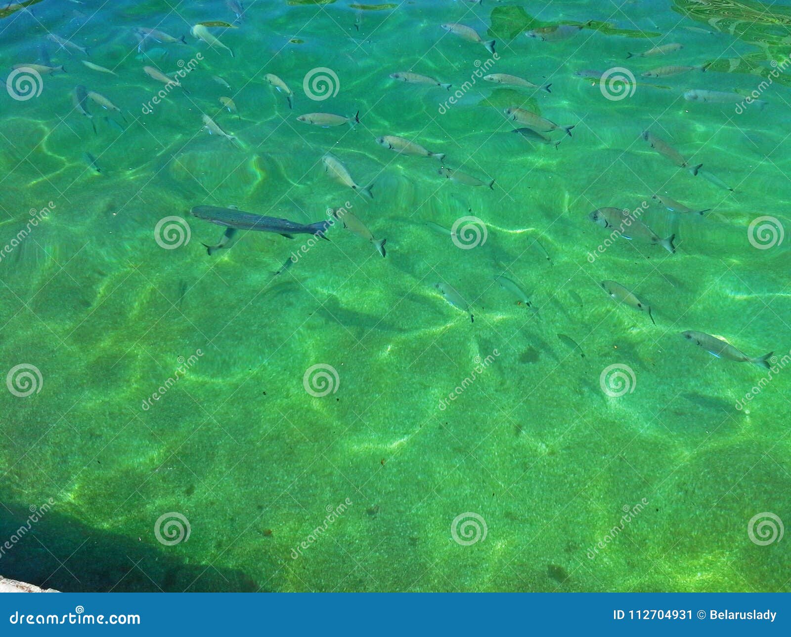 Fishs in the sea stock image. Image of bottom, light - 112704931