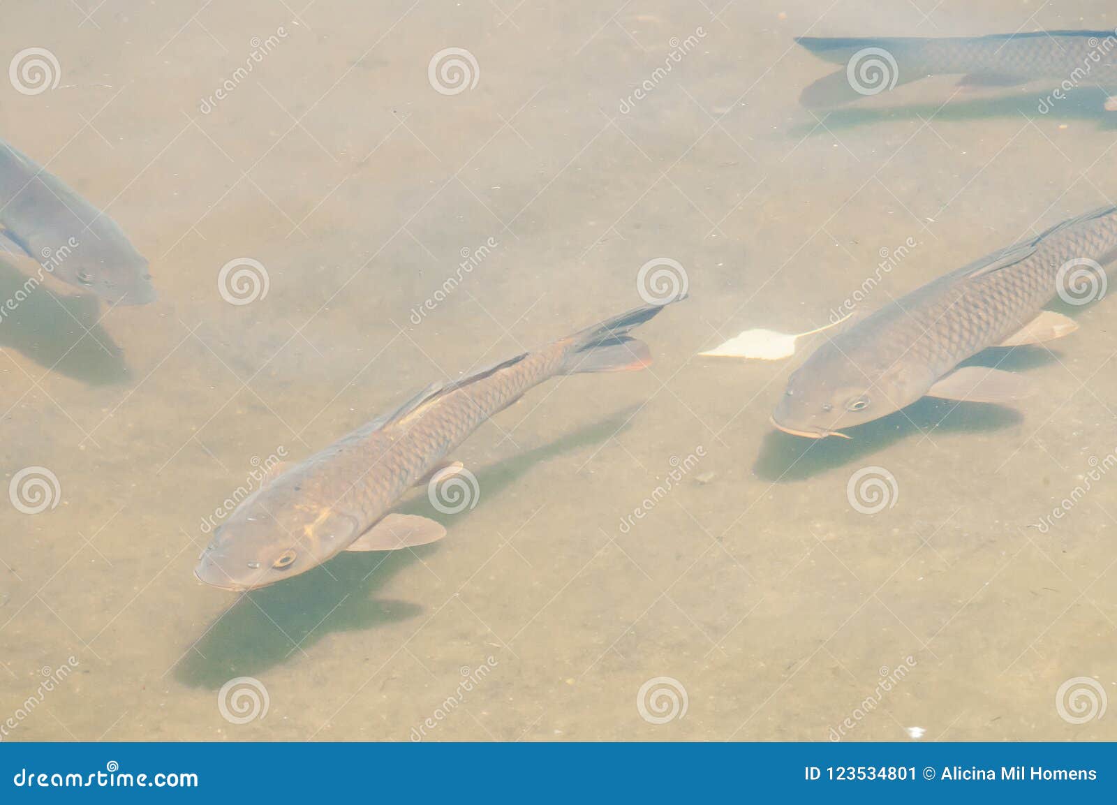 Fishs in a small lake stock image. Image of biology - 123534801