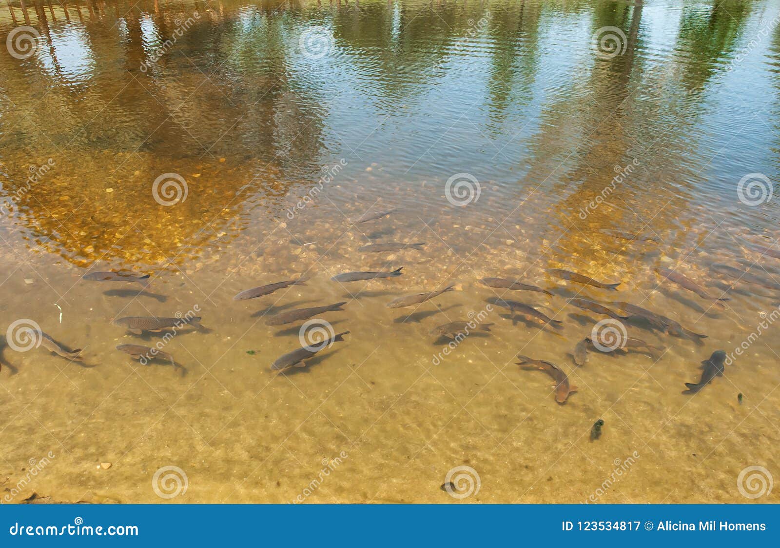 Fishs in a small lake stock image. Image of fishing - 123534817