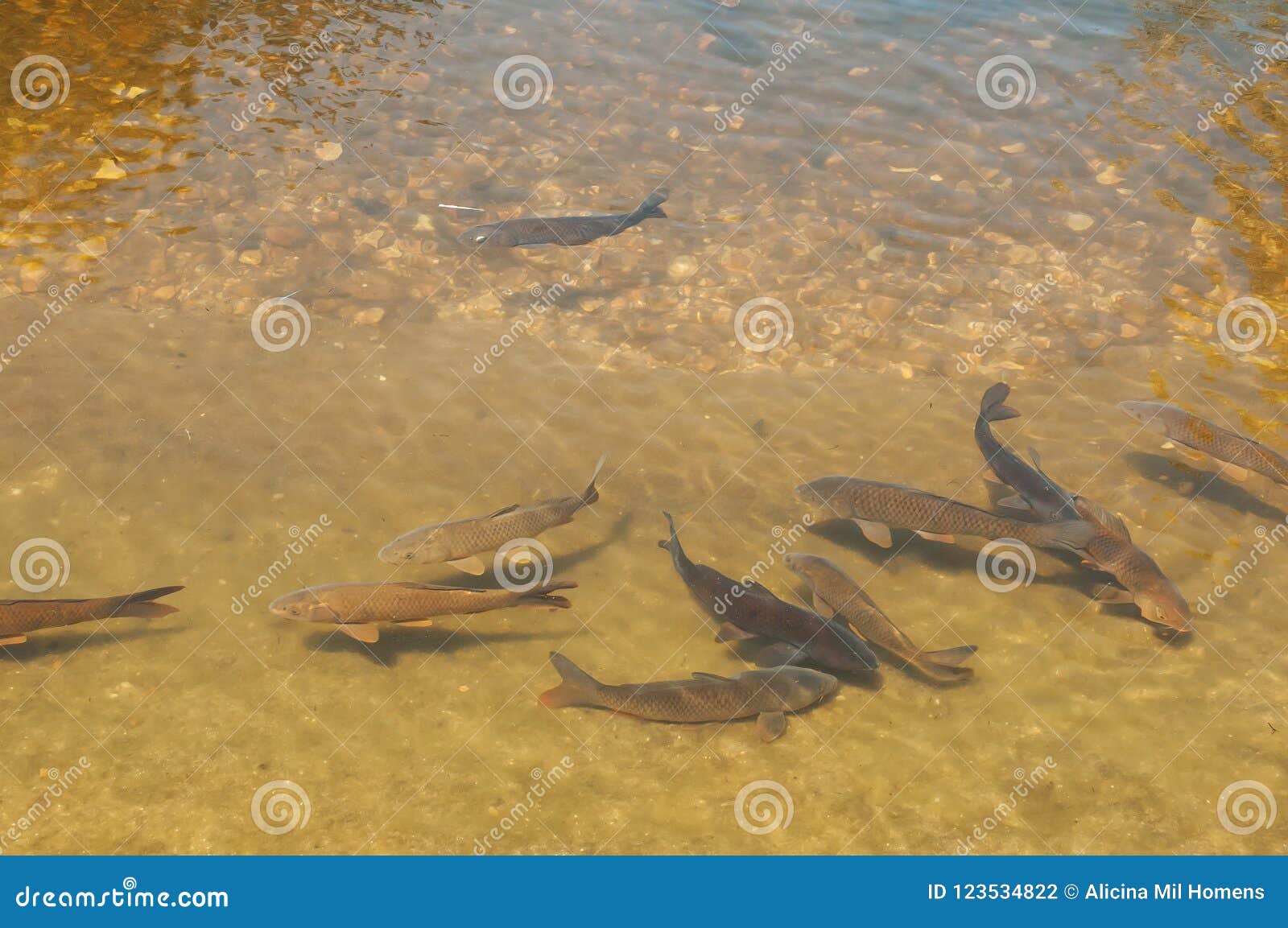 Fishs in a small lake stock photo. Image of animal, shoal - 123534822